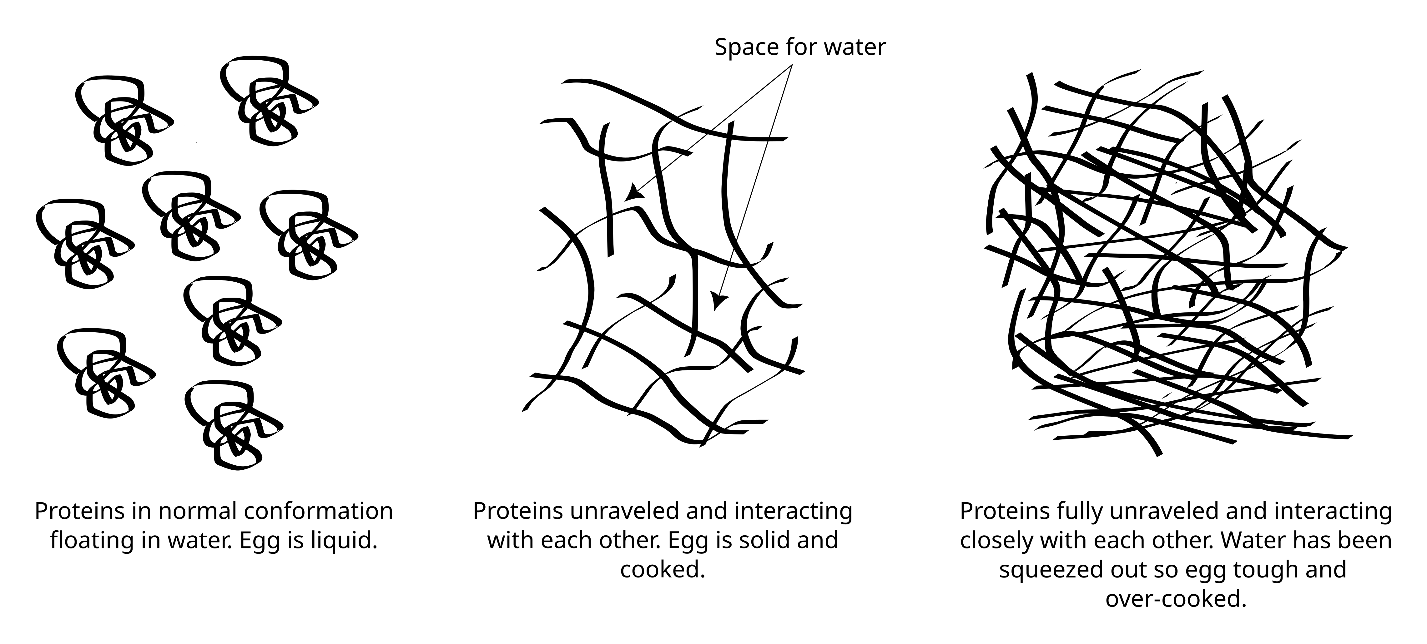 Cooking 101: How to fry an egg – The Science of Food