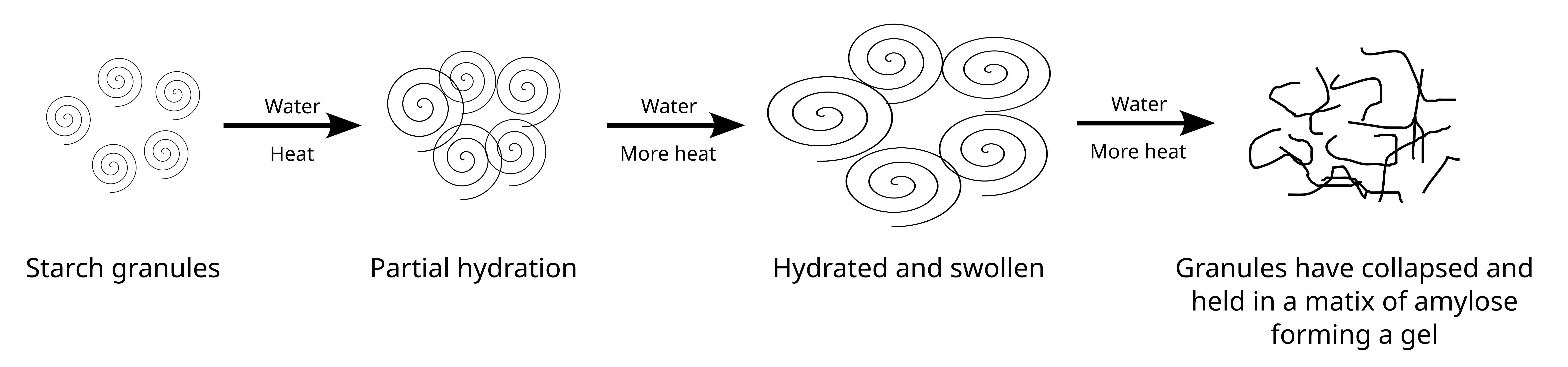 Starch and Gelatinisation in Everyday Cooking – The Science of Food