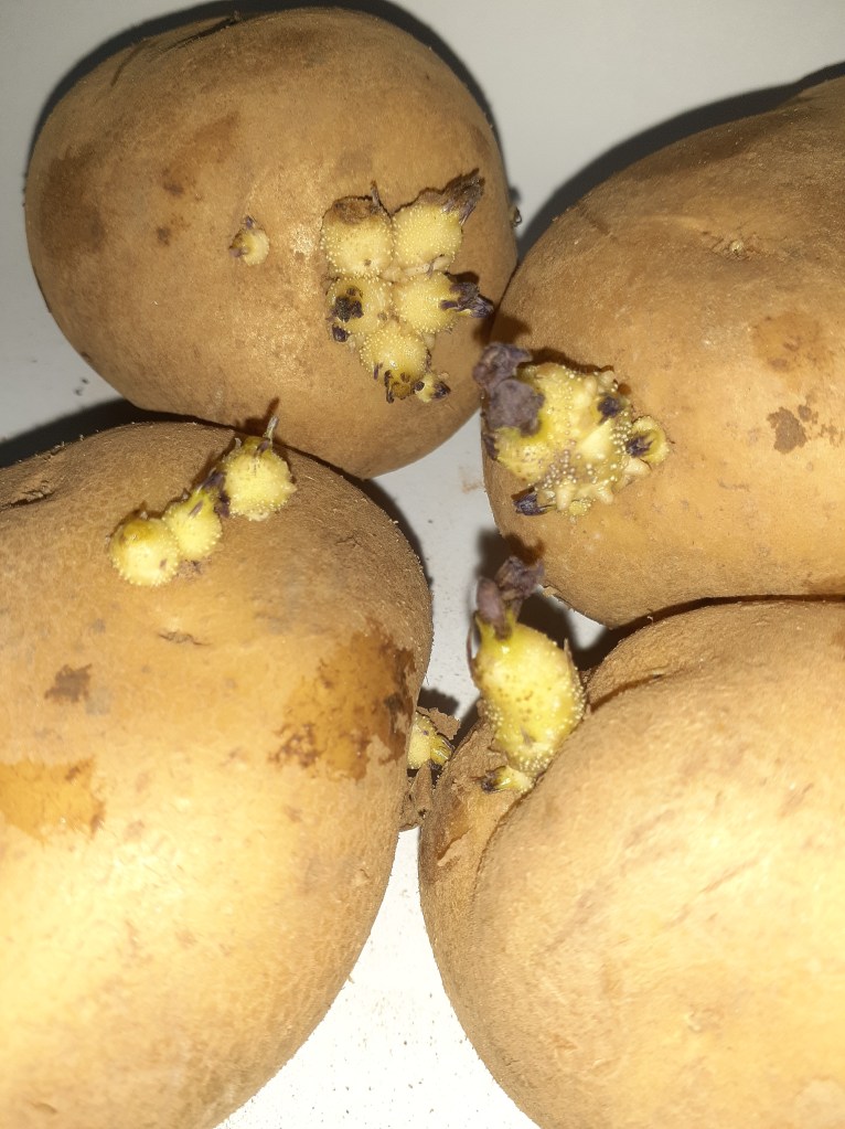 Starch and Gelatinisation in Everyday Cooking – The Science of Food