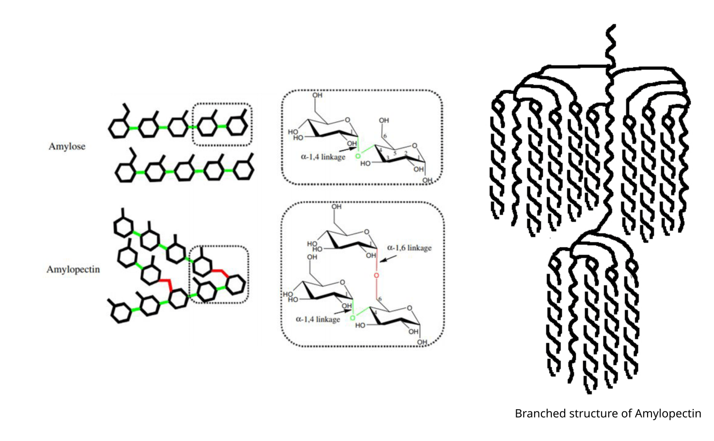 Starch and Gelatinisation in Everyday Cooking – The Science of Food