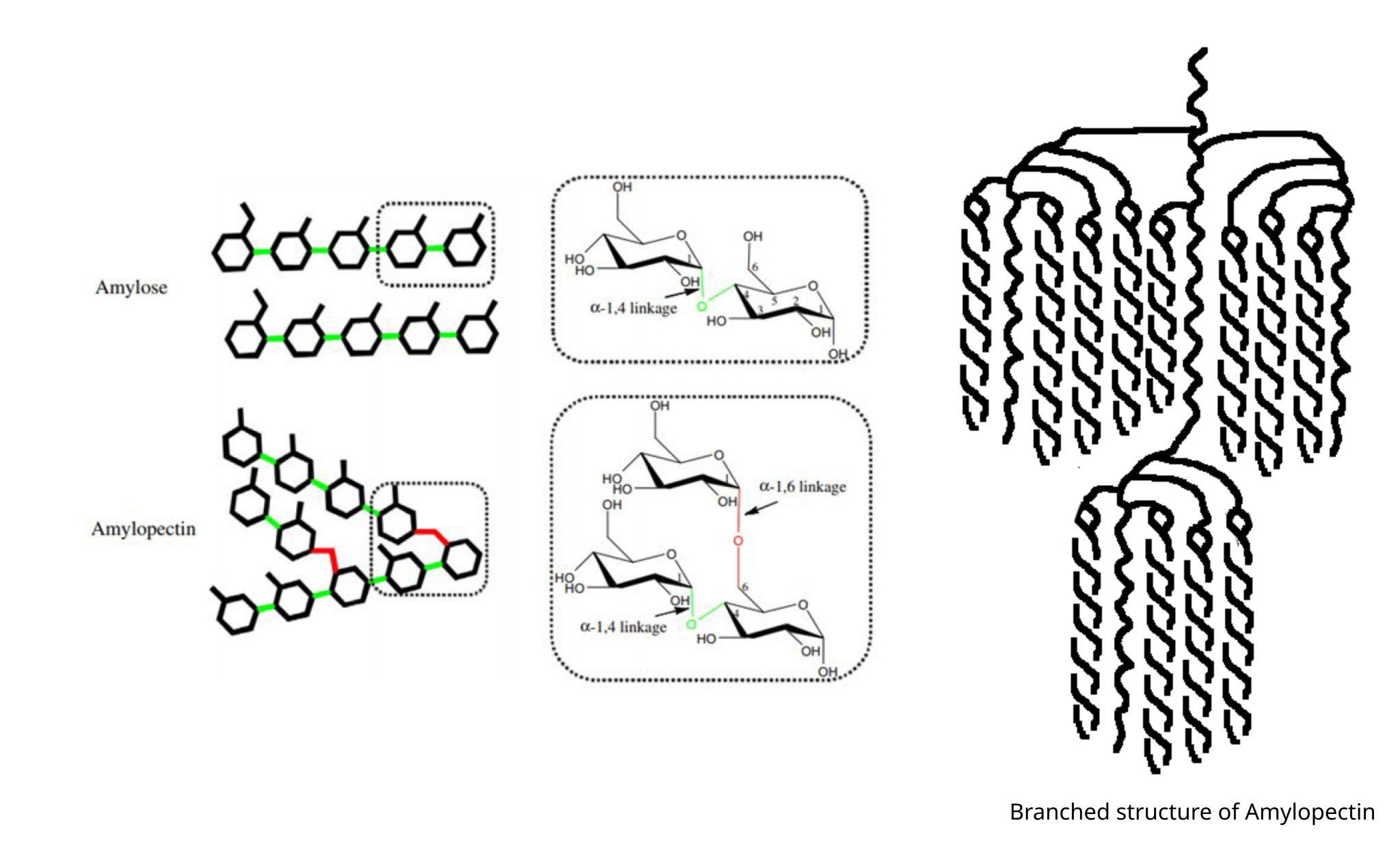 Starch and Gelatinisation in Everyday Cooking – The Science of Food